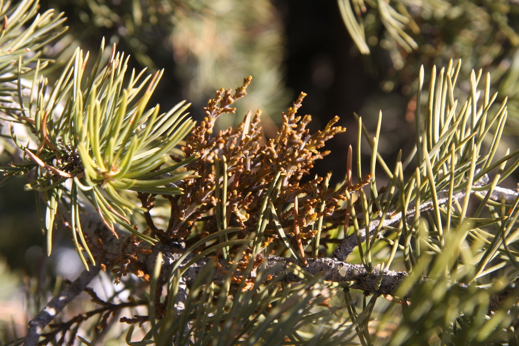 Pinyon Dwarf-Mistletoe from Colfax County, NM, USA on December 24, 2010 ...