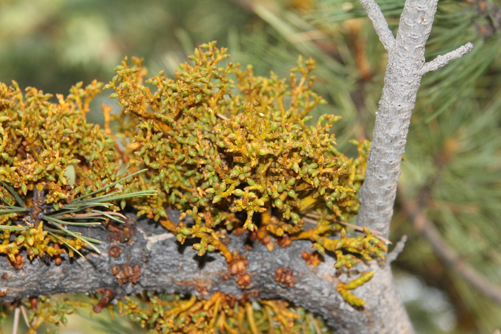 Ponderosa Pine Dwarf-Mistletoe from Fremont County, CO, USA on July 5 ...
