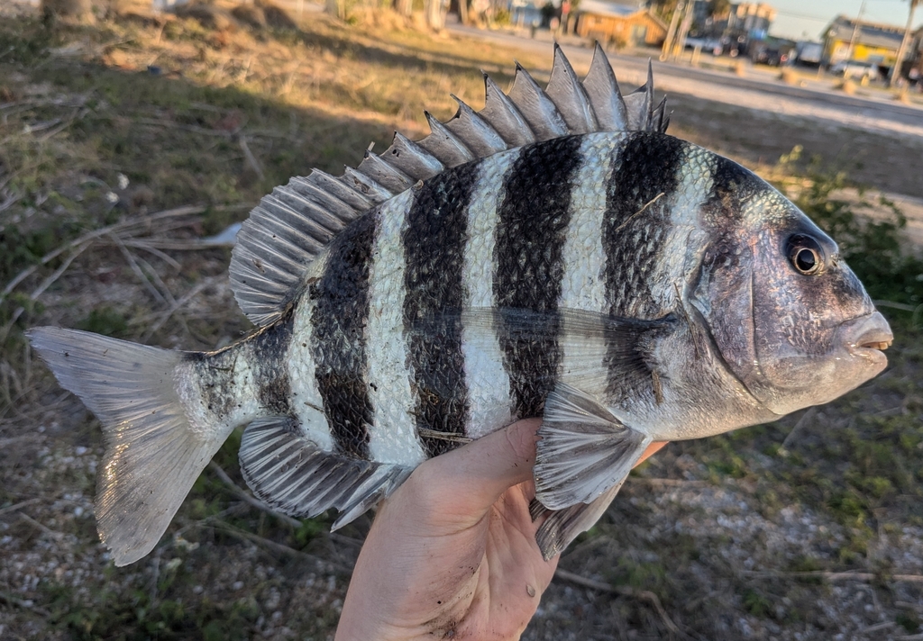 Sheepshead (Archosargus probatocephalus) - Marine Life Identification