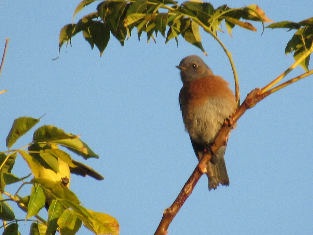 Western Bluebird from Pleasant Valley, Austin, TX 78741, USA on ...