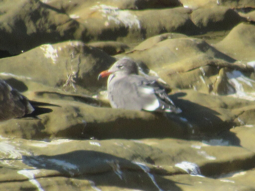 Heermann's Gull from San Diego, CA, USA on November 22, 2024 at 04:39 ...