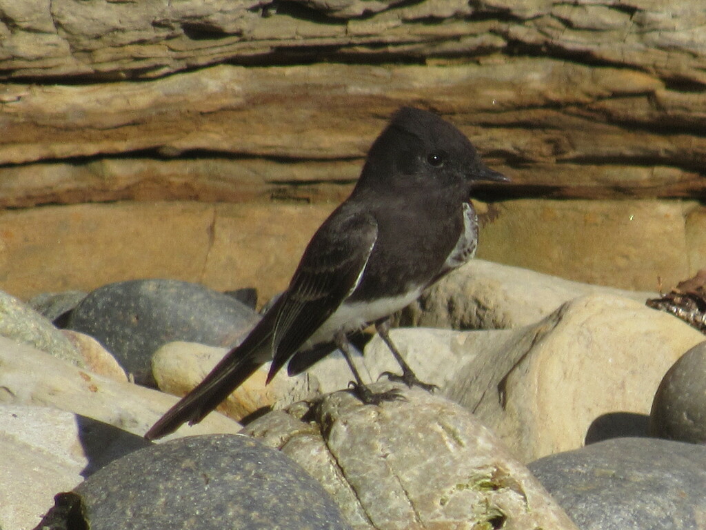 Black Phoebe from Point Loma, San Diego, CA, USA on November 22, 2024 ...