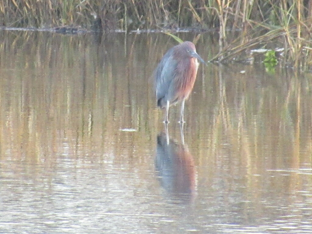 Reddish Egret from Ocean Beach, San Diego, CA, USA on November 25, 2024 ...