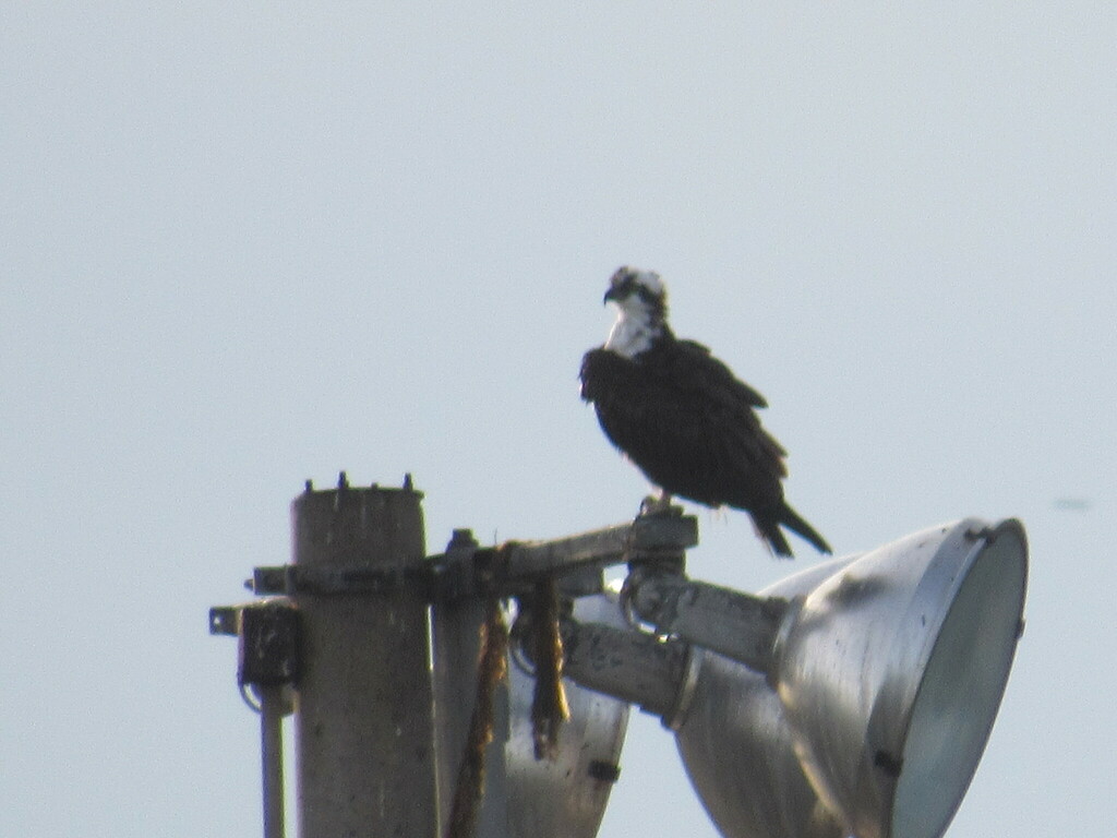 Osprey from Point Loma, San Diego, CA, USA on November 25, 2024 at 10: ...