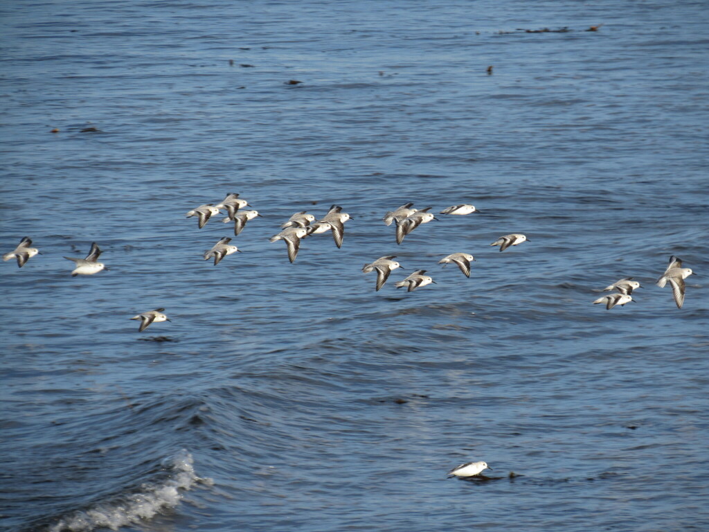 Sanderling from Ocean Beach, San Diego, CA, USA on November 25, 2024 at ...