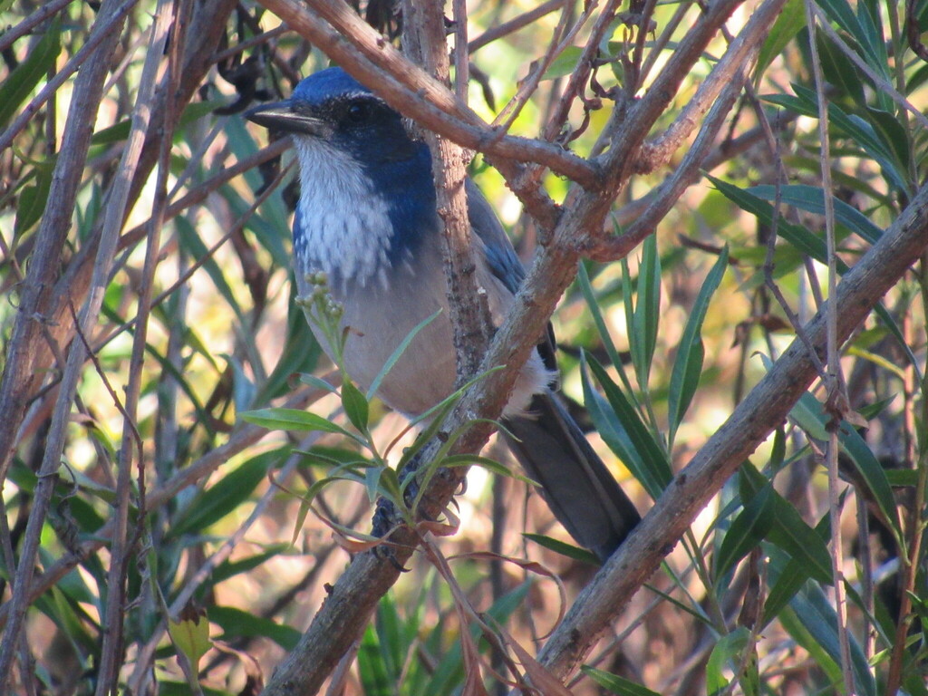 California Scrub-Jay from Balboa Park, San Diego, CA, USA on November ...