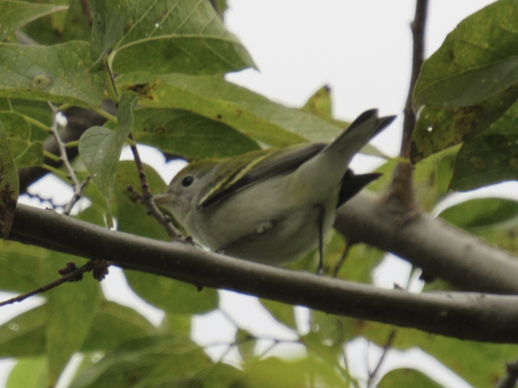 Chestnut-sided Warbler from Woodhaven, Austin, TX 78746, USA on ...