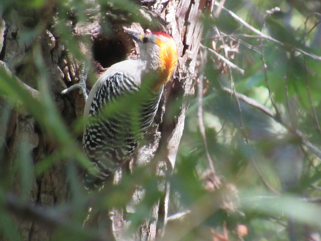 Golden-fronted Woodpecker from River Road, San Antonio, TX, USA on ...