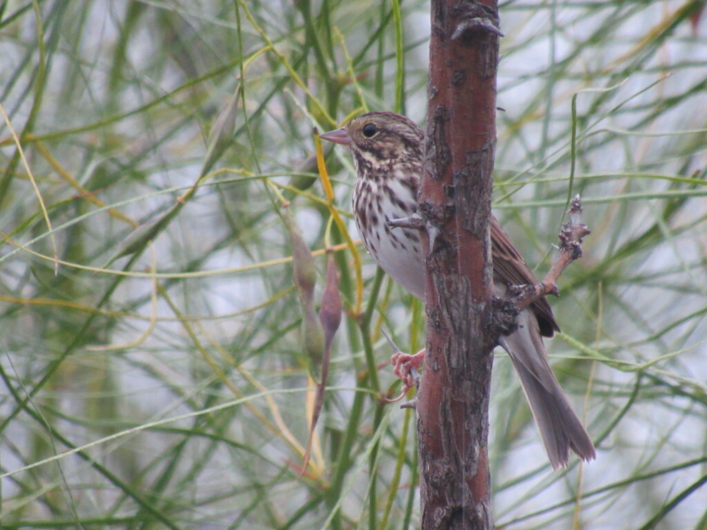 Savannah Sparrow from Austin, TX, USA on December 17, 2024 at 08:37 AM ...