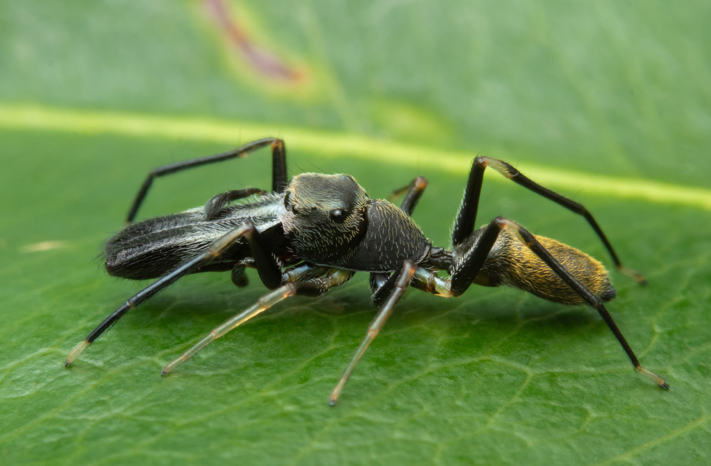 Ant-mimic Spiders in March 2019 by Nick Volpe · iNaturalist