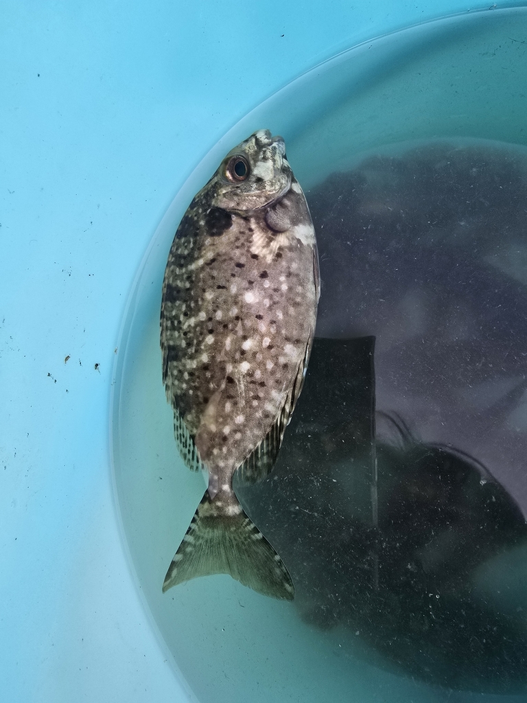 Dusky Rabbitfish from Fangchenggang, CN-GX, CN on December 20, 2024 at ...