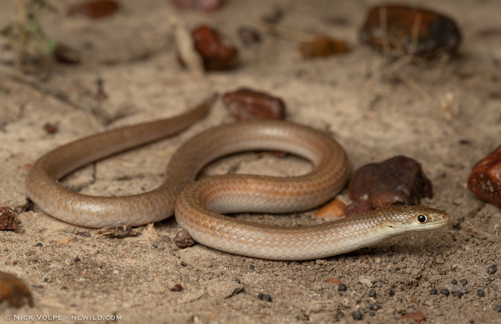 Excitable Delma in March 2021 by Nick Volpe · iNaturalist