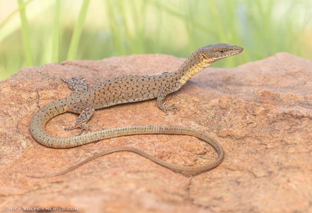 Pygmy Rock Monitor in February 2023 by Nick Volpe · iNaturalist