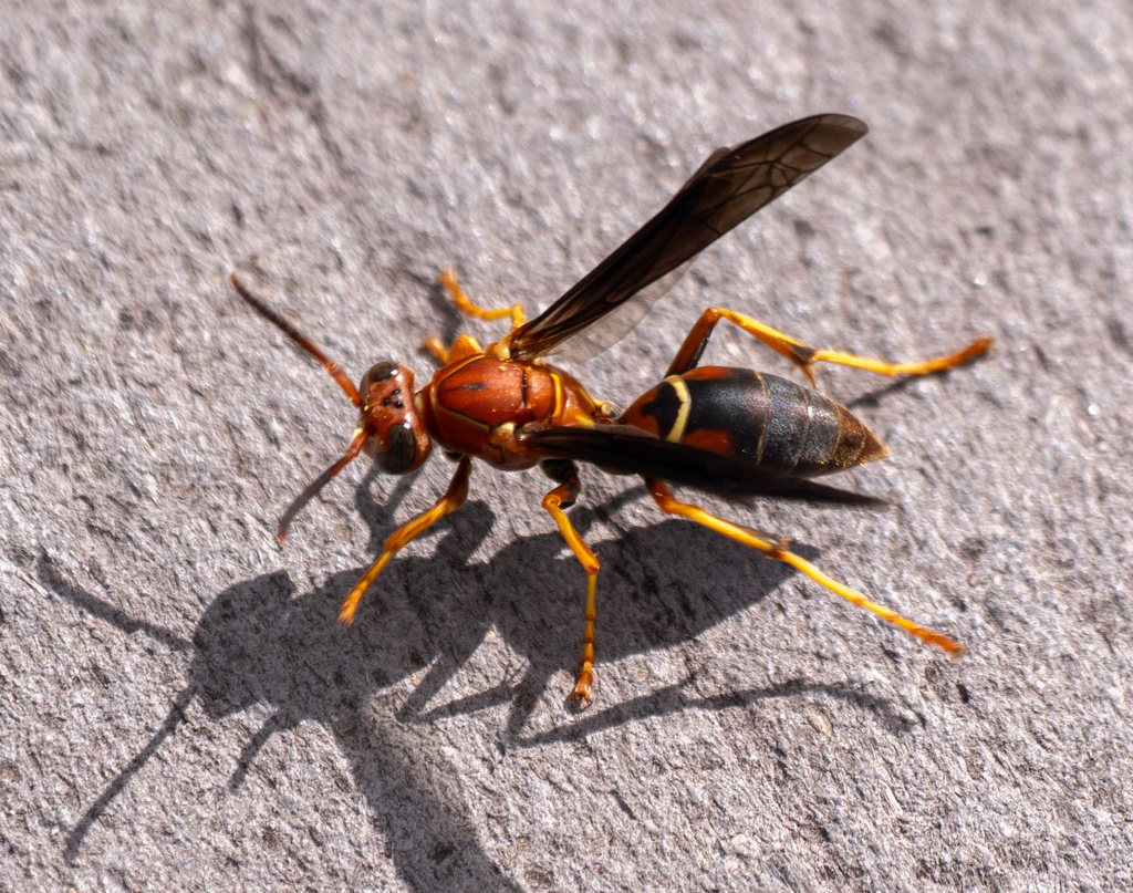 fuscatus-group Paper Wasps from Miami-Dade County, Everglades National ...