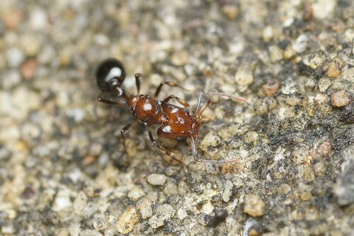 Orectognathus nigriventris · iNaturalist United Kingdom