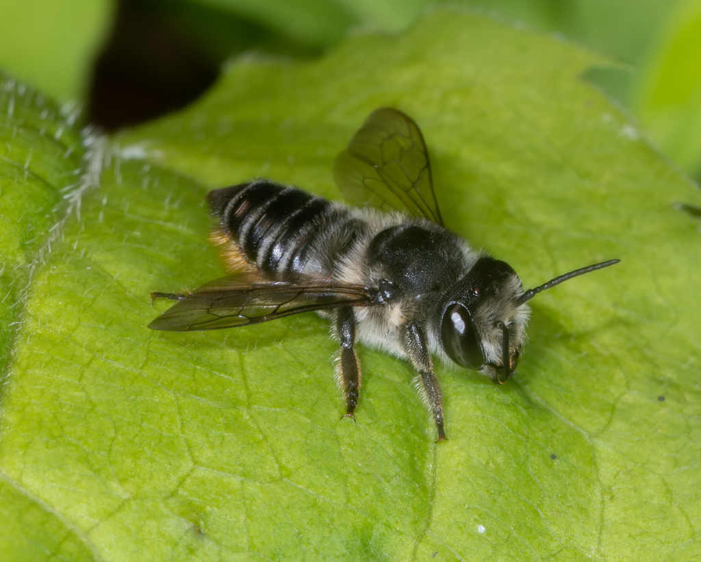 Flat-tailed Leaf-cutter Bee from Peel, CA-ON, CA on July 23, 2019 at 09 ...