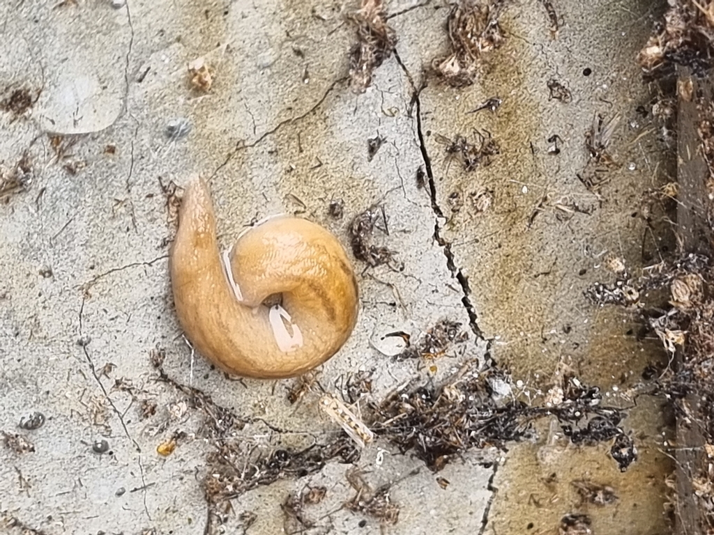 Threeband Slugs from Takapau 4203, New Zealand on December 19, 2024 at ...