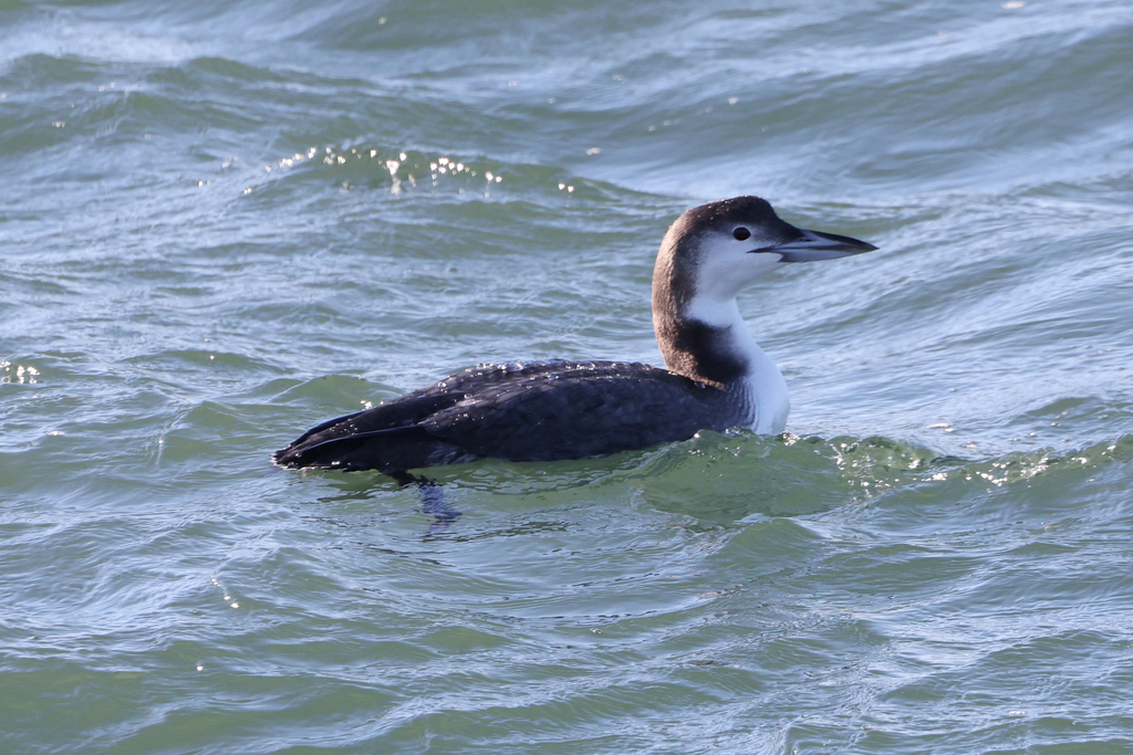 Common Loon from Suffolk County, NY, USA on December 22, 2024 at 02:32 ...