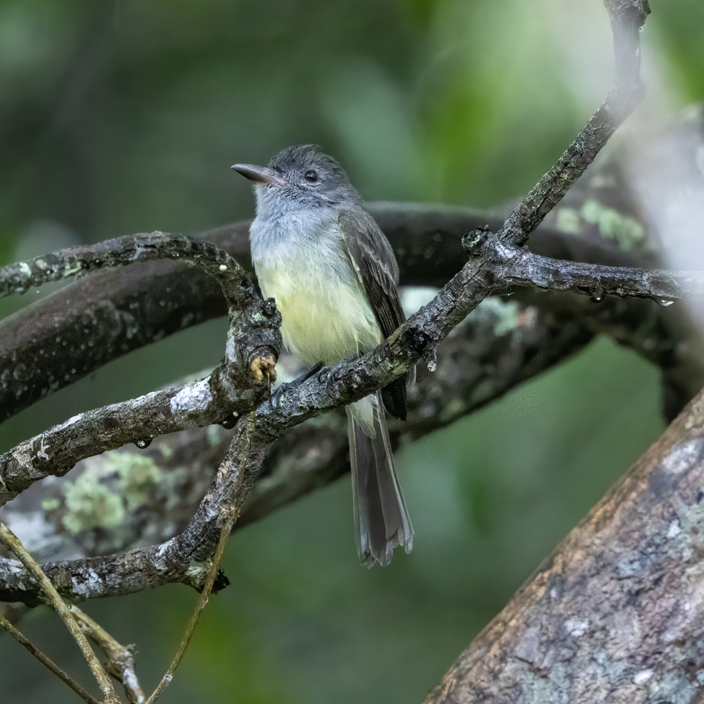 Panama Flycatcher from River Tarcoles, Costa Rica on December 5, 2024 ...