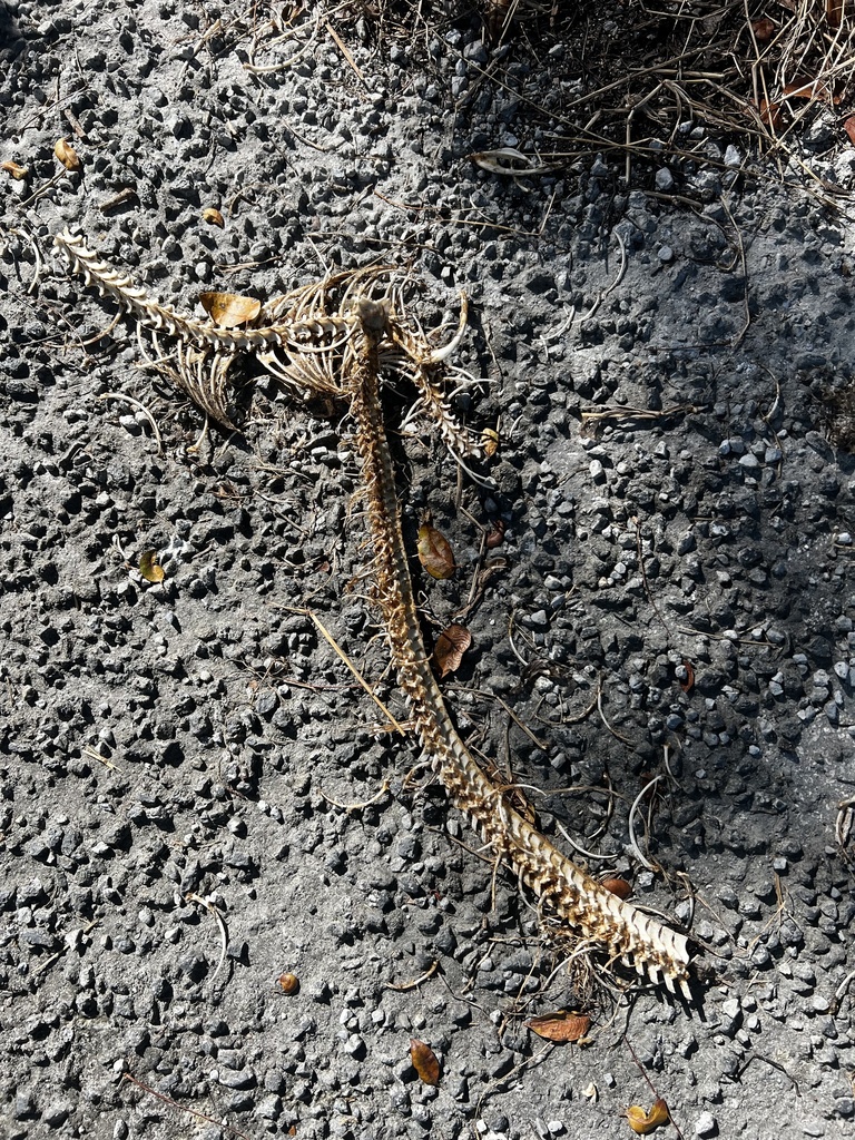 Snakes from Everglades National Park, FL, US on December 22, 2024 at 10 ...