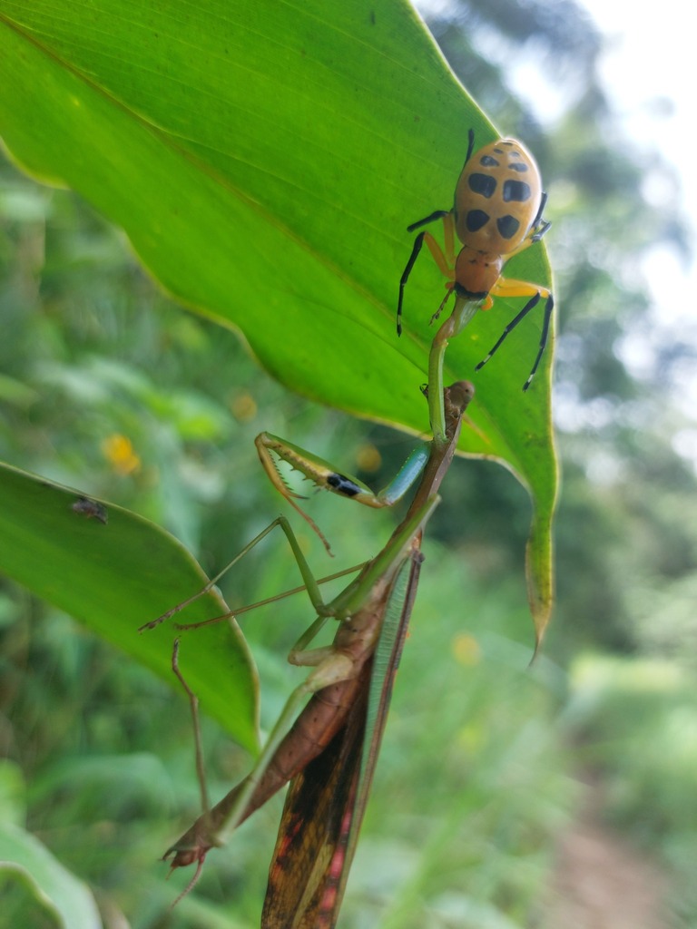 Flat Crabspiders in October 2022 by Tamas Jegh · iNaturalist