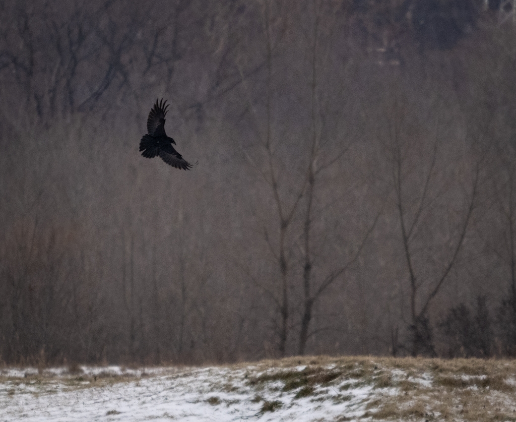 Common Raven from Painesville, OH 44077, USA on December 21, 2024 at 02 ...