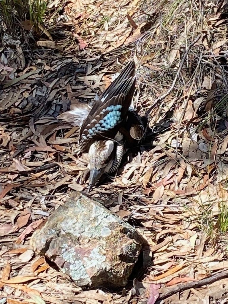 Common Laughing Kookaburra from Acton ACT 2601, Australia on November ...