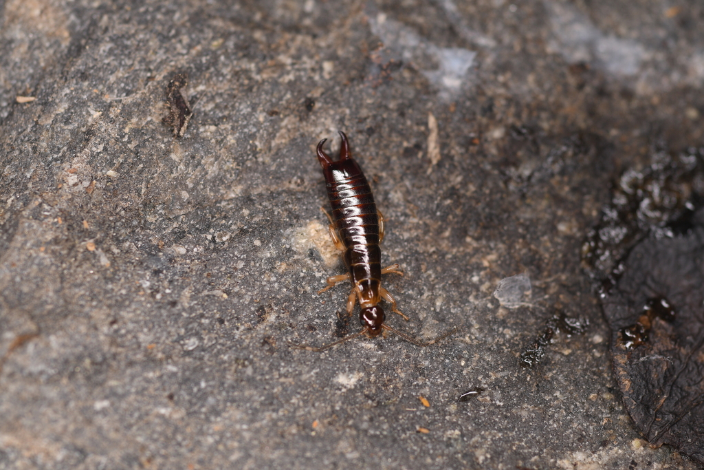 Ring-legged Earwig from Fair Oaks, CA, USA on December 22, 2024 at 04: ...