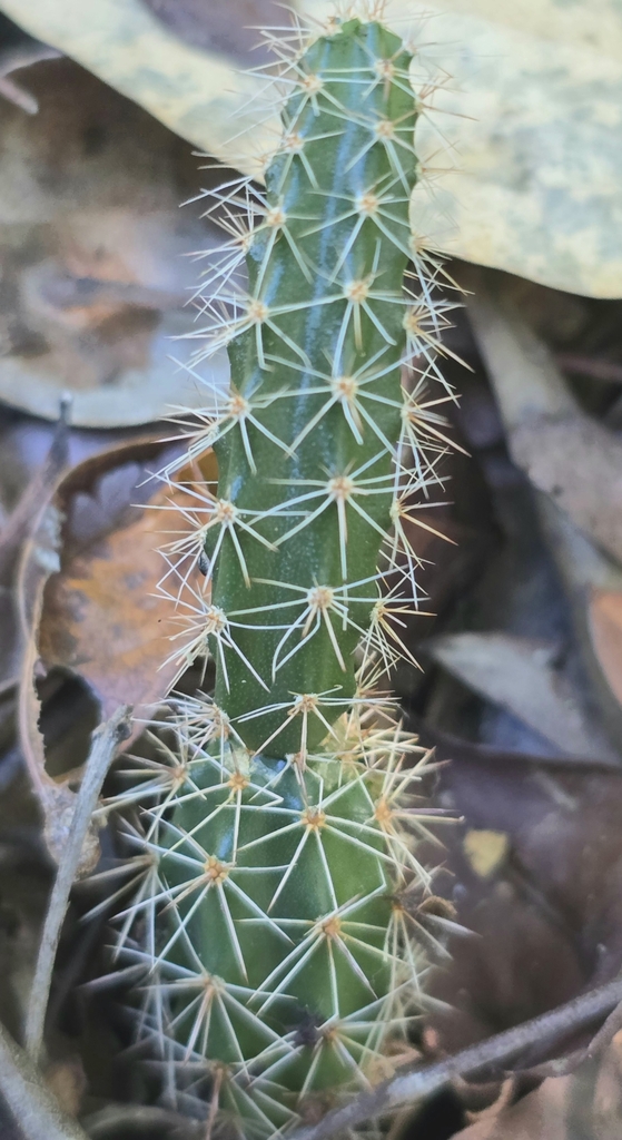 Fragrant Prickly-apple in December 2024 by Ted Weber · iNaturalist
