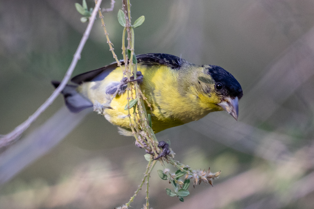 Lesser Goldfinch from Camelback East Village, Phoenix, AZ, USA on May 9 ...
