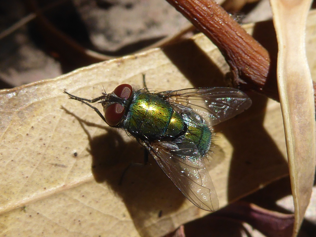 Greenbottle Flies in December 2024 by specedex · iNaturalist