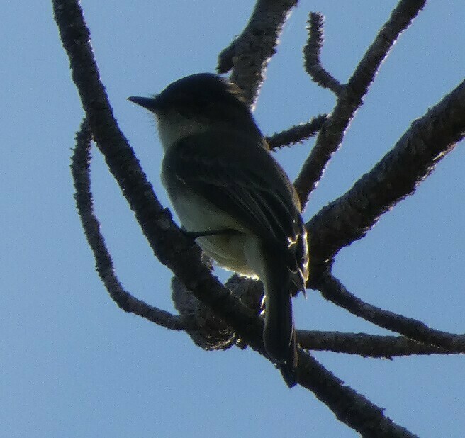 Eastern Phoebe from Florida, Pinellas, Safety Harbor, Count Odet ...