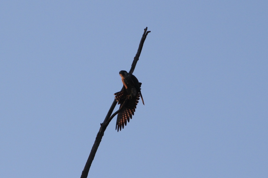 Peregrine Falcon from N Main St, Randolph, MA, US on October 14, 2024 ...