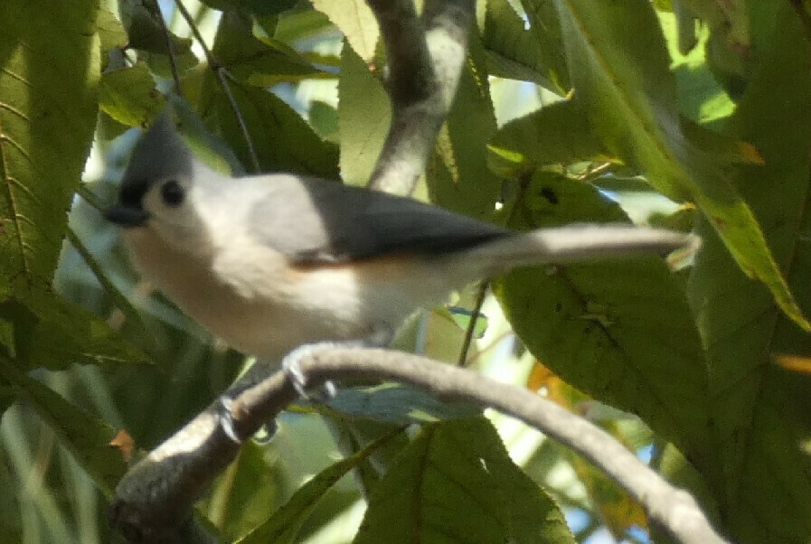 Tufted Titmouse from Florida, Pinellas, Safety Harbor, Count Odet ...
