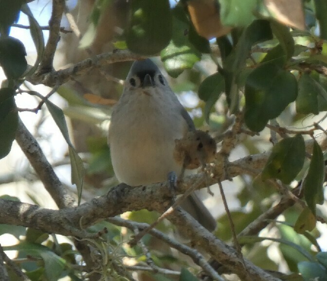 Tufted Titmouse from Florida, Pinellas, Safety Harbor, Count Odet ...