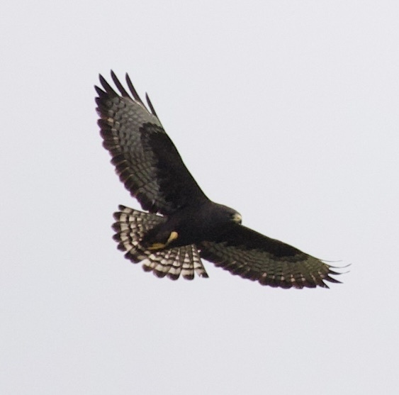 Short-tailed Hawk from Boca del Río, Ver., MX on December 22, 2024 at ...