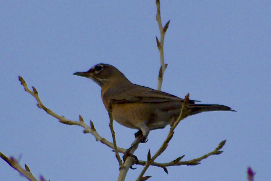 American Robin from Manteca, CA, USA on December 22, 2024 at 10:32 AM ...