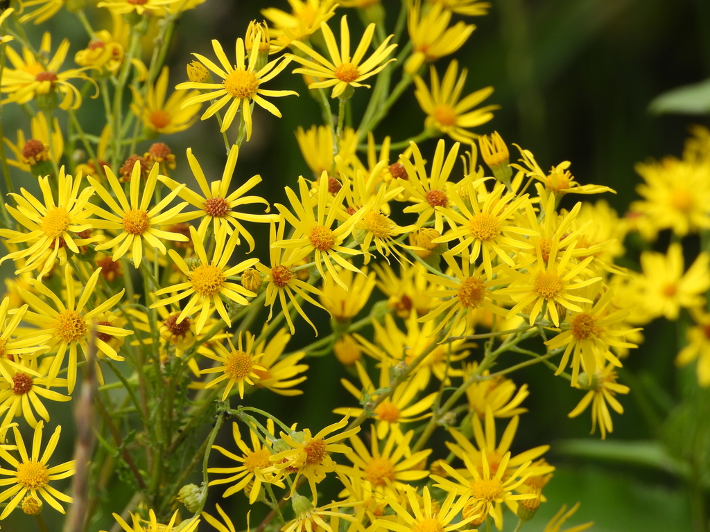 ragwort (Jacobaea vulgaris) - Botanical Realm