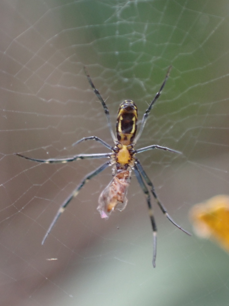 Golden Silk Spider from Miami-Dade County, Everglades National Park, US ...