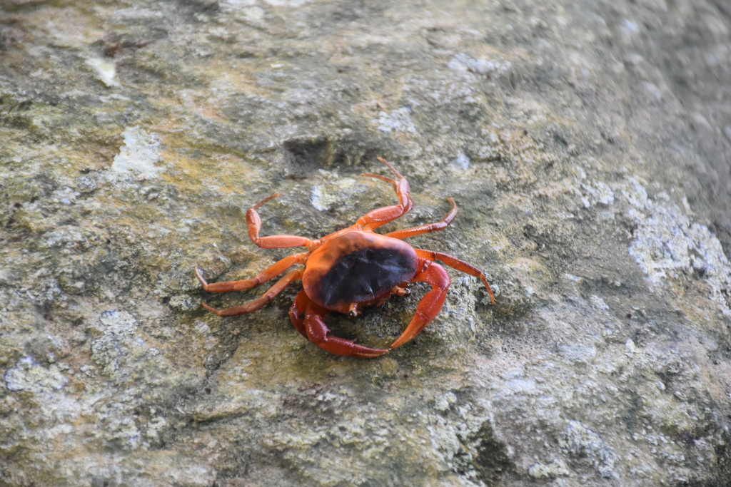 Manicou Crab from Eastern Tobago, Trinidad and Tobago on December 22 ...