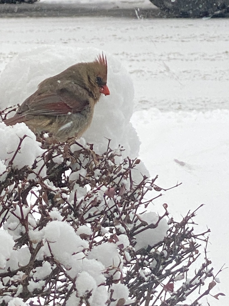 Northern Cardinal from Webster, NY, US on December 22, 2024 at 06:19 AM ...