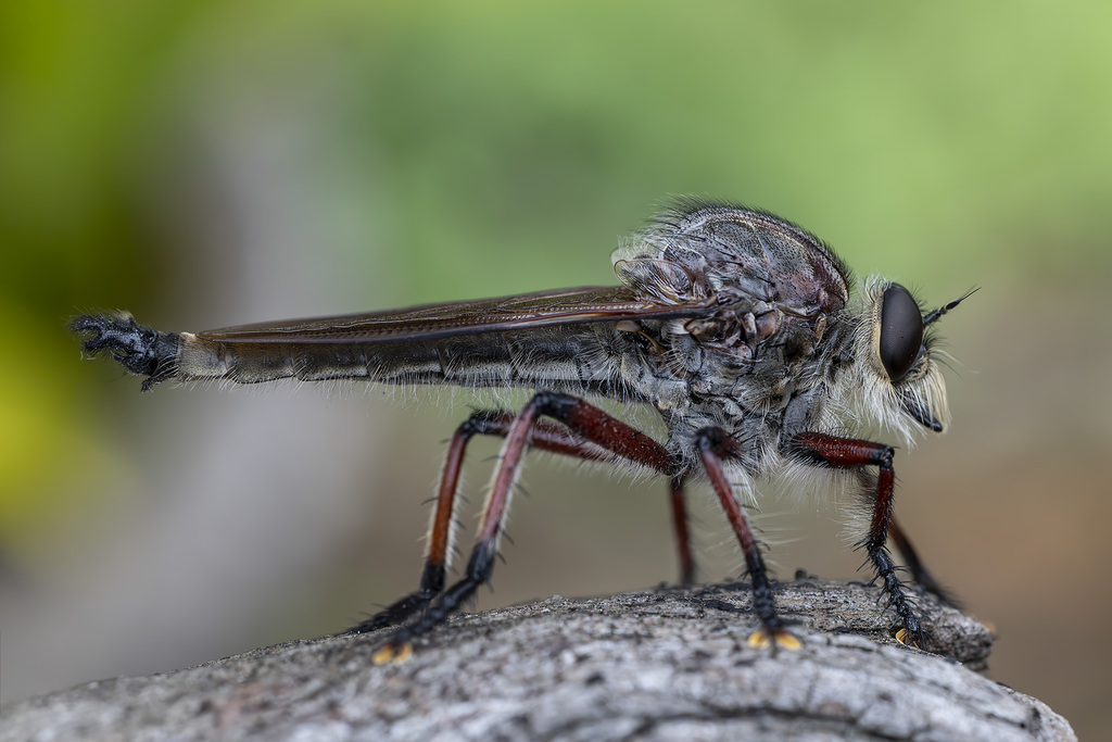 Robber Flies from Royal Nat'l Park NSW 2232, Australia on December 9 ...