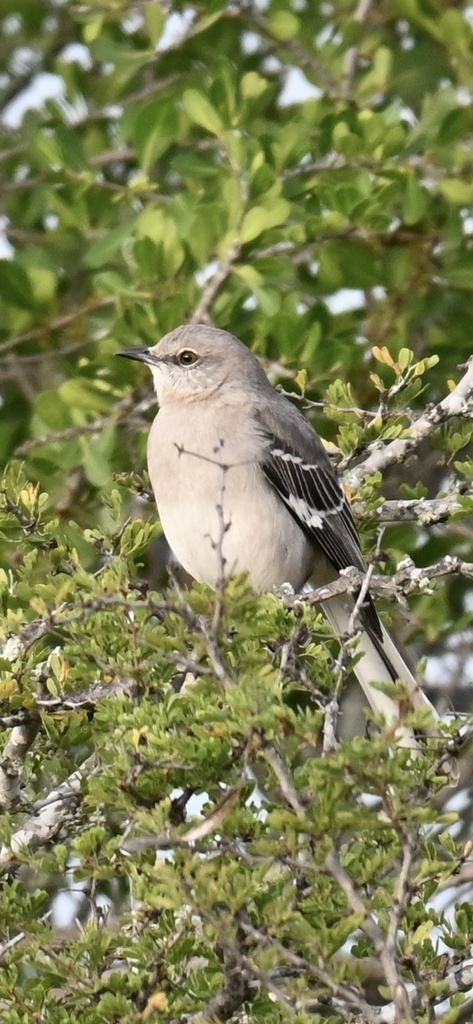 Northern Mockingbird from Falcon State Park, Falcon, TX, US on December ...