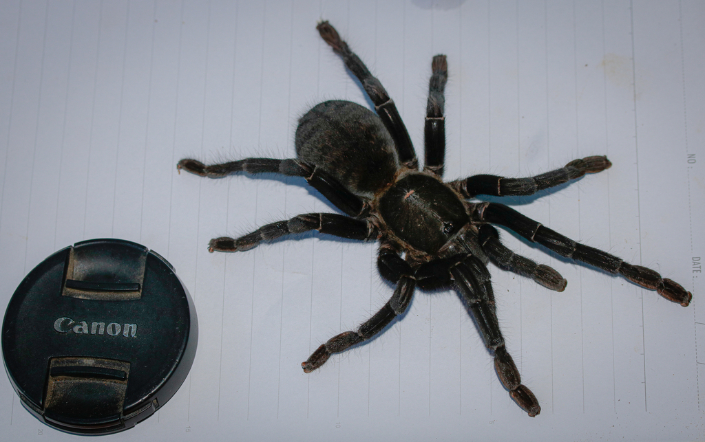 Thai Black Tarantula from Na Noi, Si Than, Phu Kradueng District, Loei ...