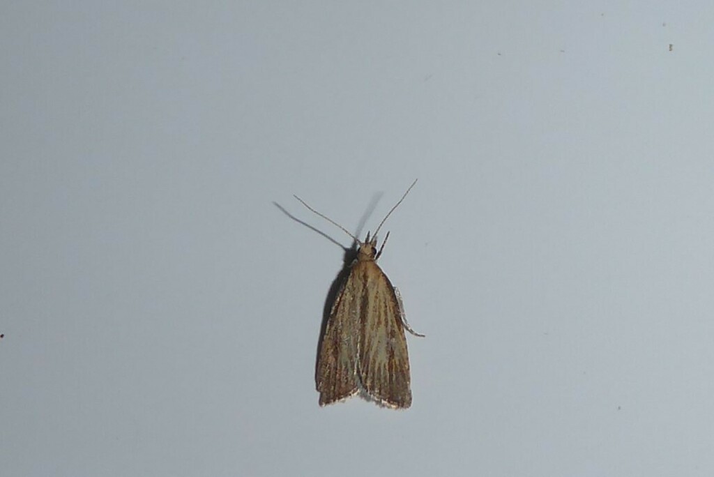 Cabbage tree bell moth from Waikouaiti, New Zealand on December 8, 2024 ...