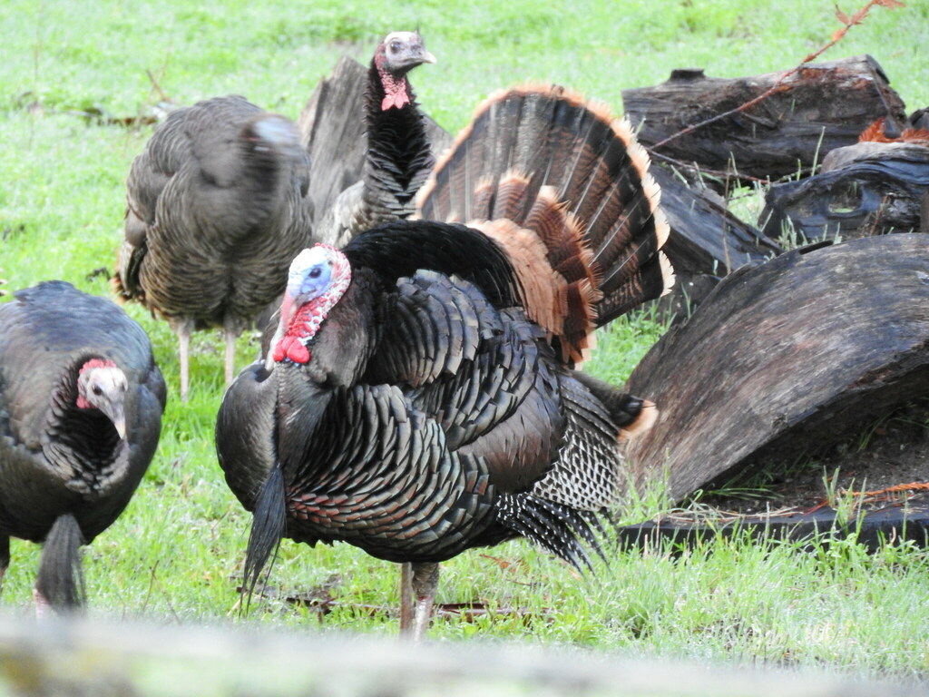 Wild Turkey from Monterey County, CA, USA on December 17, 2024 at 07:23 ...