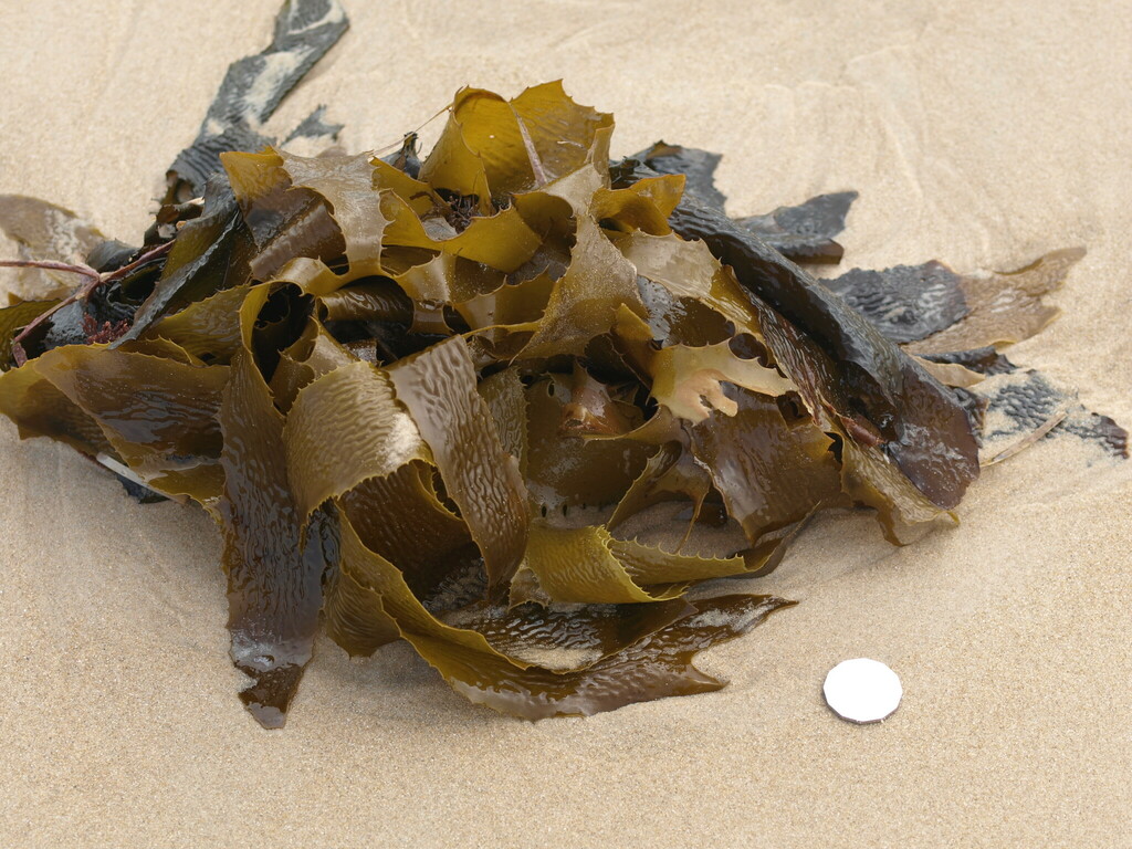 Common Kelp from Port Noarlunga, Adelaide on August 22, 2017 at 02:31 ...