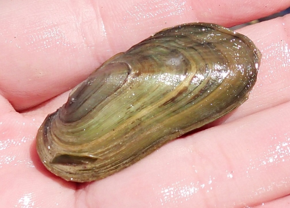 Texas Hornshell in February 2013 by dbarclay · iNaturalist