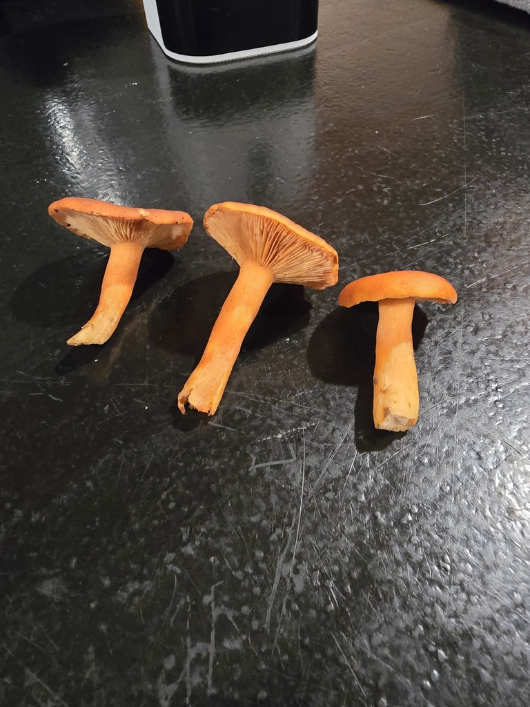 Lactarius subviscidus from Leaburg, OR 97489, USA on December 22, 2024 ...