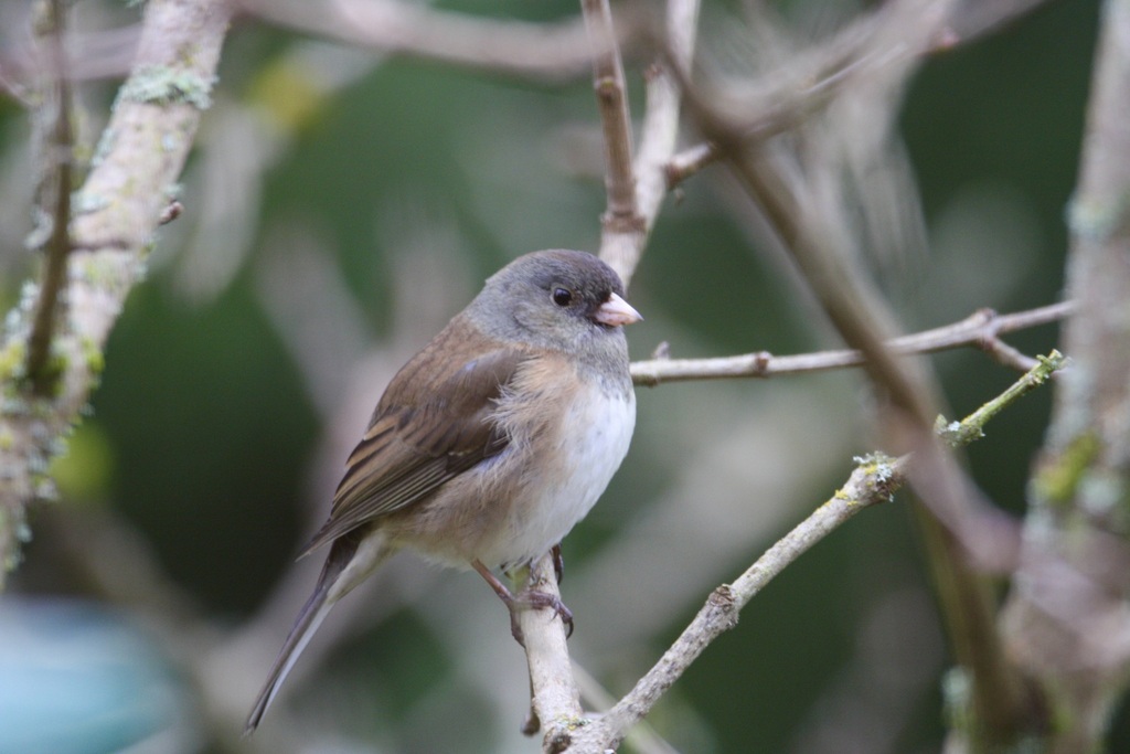 Dark-eyed Junco from Bryant, WA 98223, USA on December 22, 2024 at 10: ...